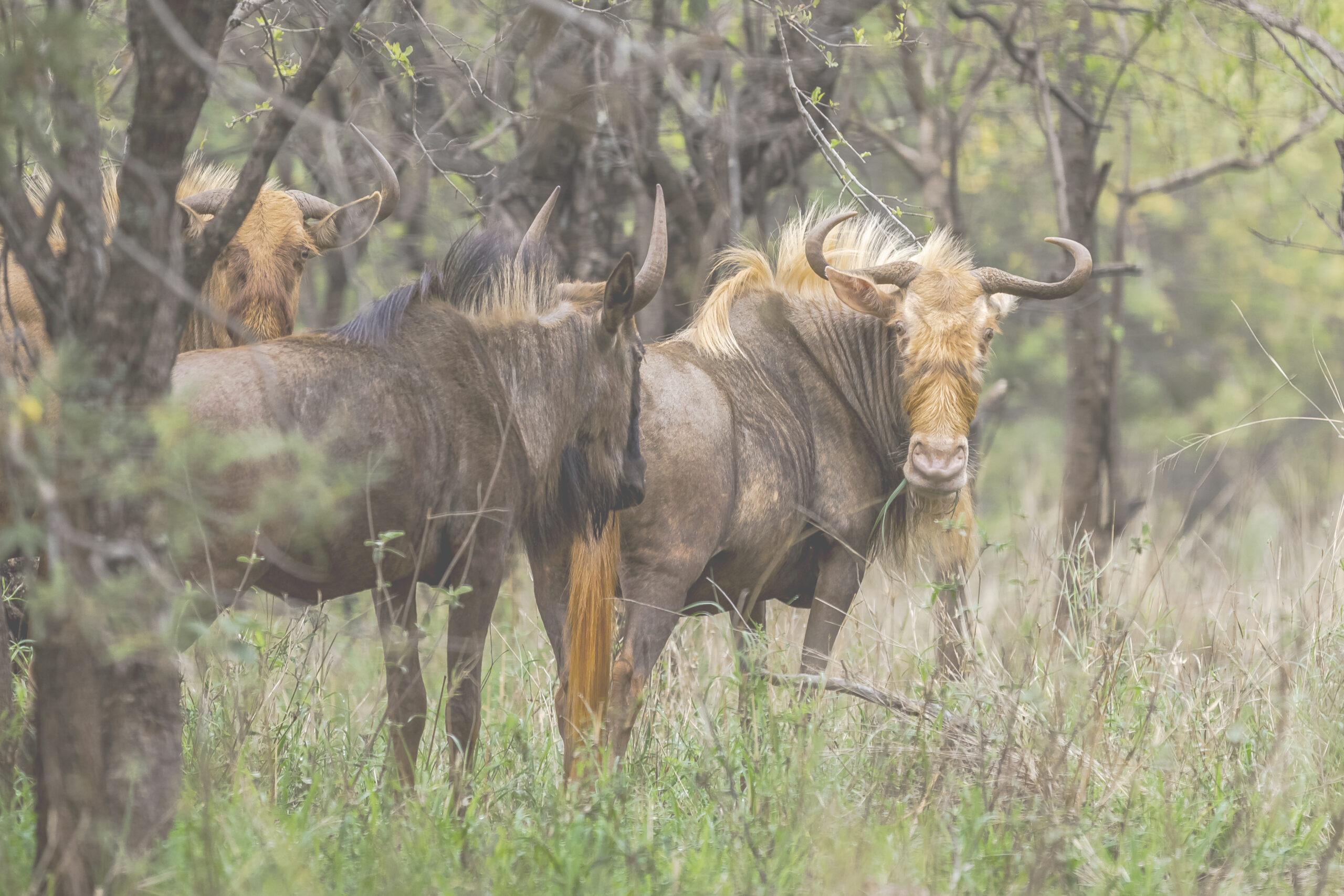 Wildlife | Thaba eNtle