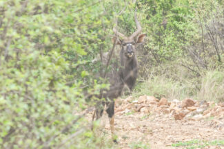 Wildlife | Thaba eNtle